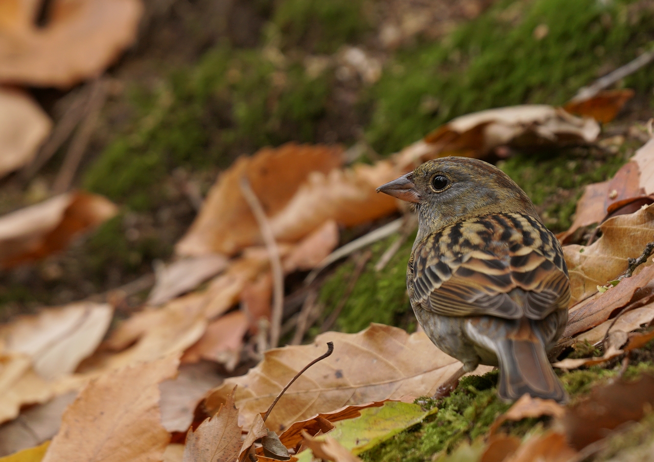 奈良で野鳥探し お山 ～ クロジ ～ : birdpapaの鳥遊録Ⅱ