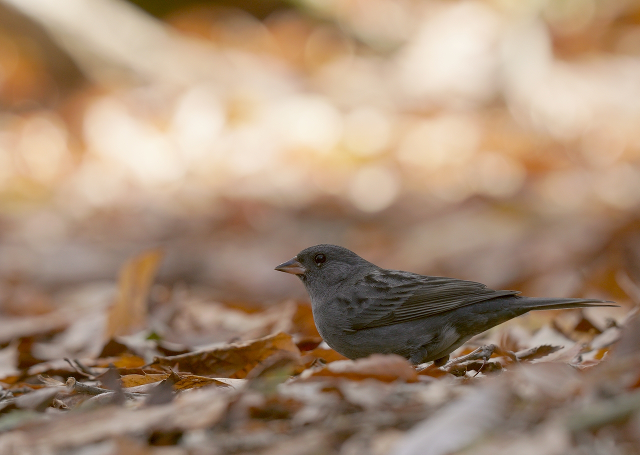 奈良で野鳥探し お山 ～ クロジ ～ : birdpapaの鳥遊録Ⅱ