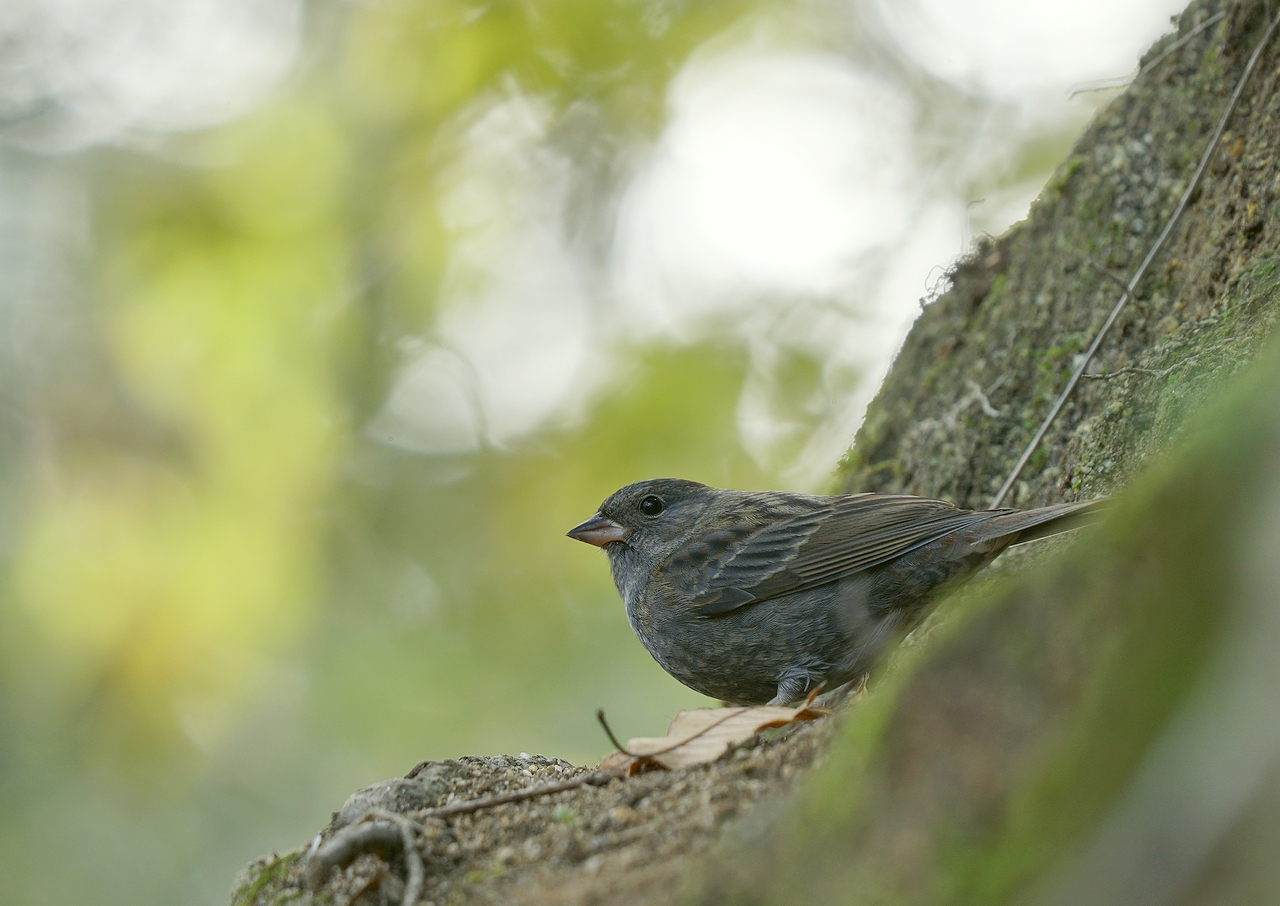 奈良で野鳥探し お山 ～ クロジ ～ : birdpapaの鳥遊録Ⅱ