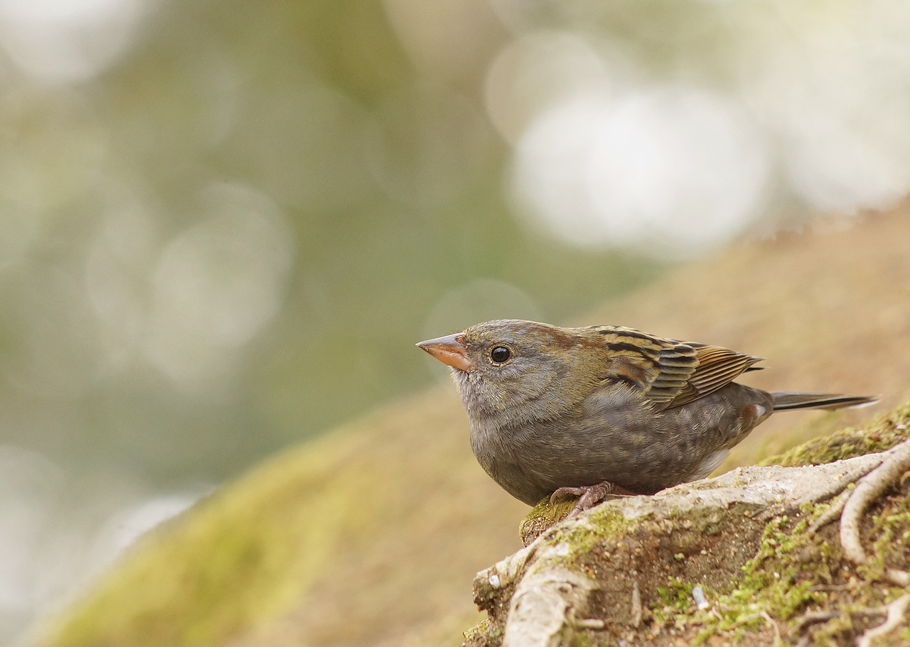 奈良で野鳥探し お山 ～ クロジ・シロハラ ～ : birdpapaの鳥遊録Ⅱ