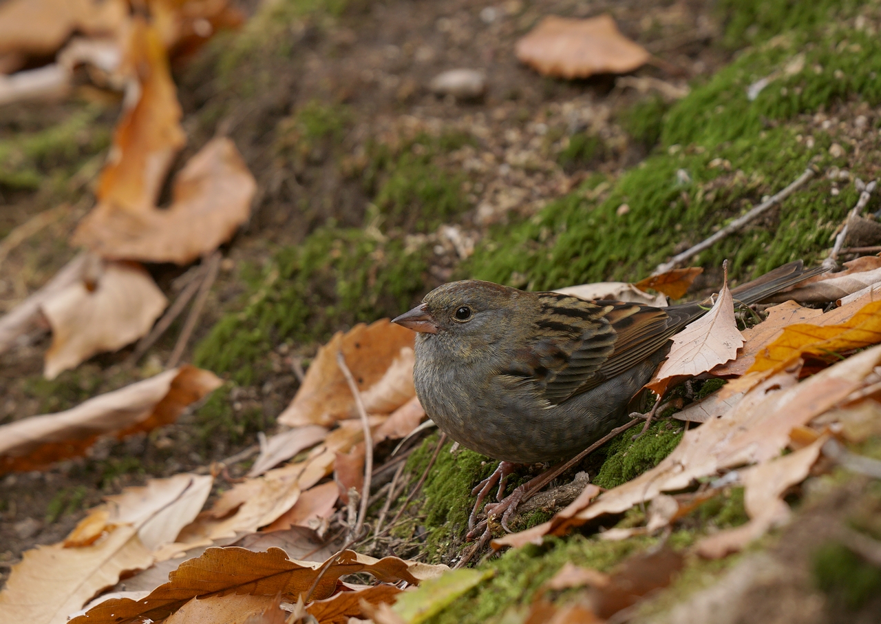 奈良で野鳥探し お山 ～ クロジ ～ : birdpapaの鳥遊録Ⅱ