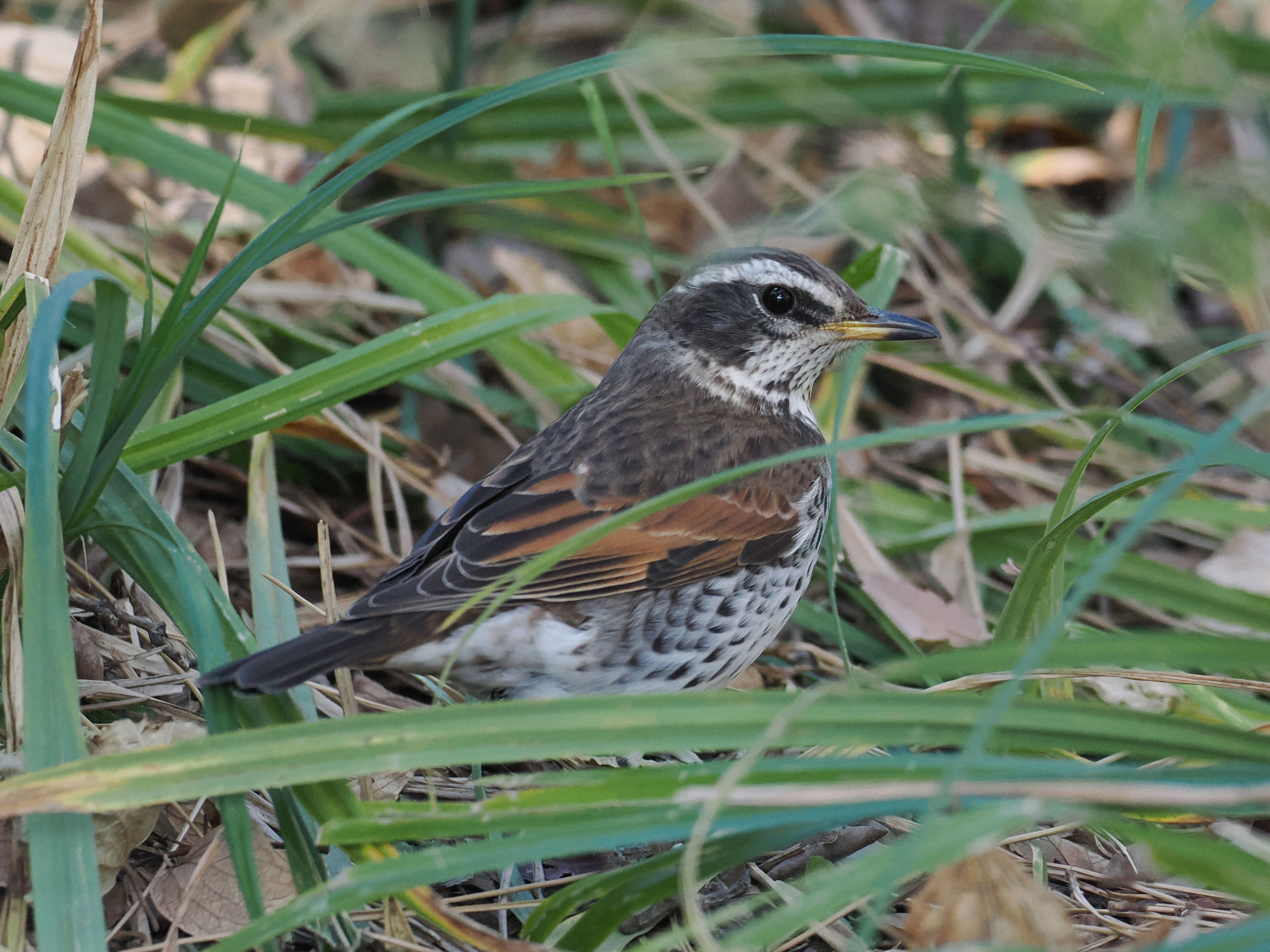 洗足池公園 : PenPenさんちの鳥撮りblog