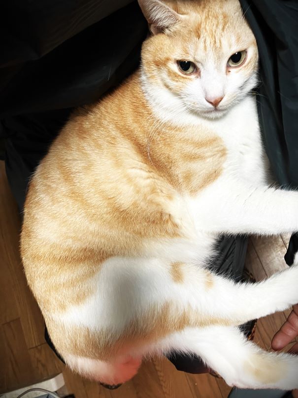 biscaca日記:249週目の二十歳。