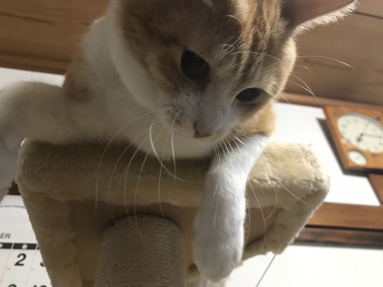 237週目のふとんから。 – biscaca