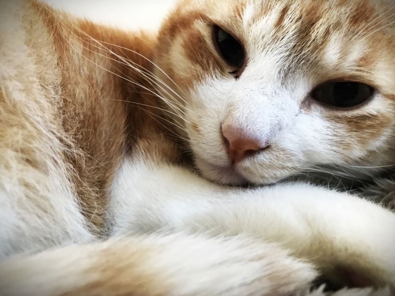 biscaca日記:300週目の天使。