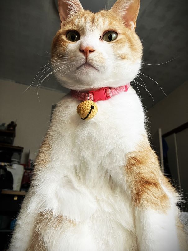 biscaca日記:312週目のラスボス感。