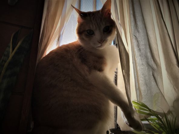 251週目の朝日を浴びて。 – biscaca