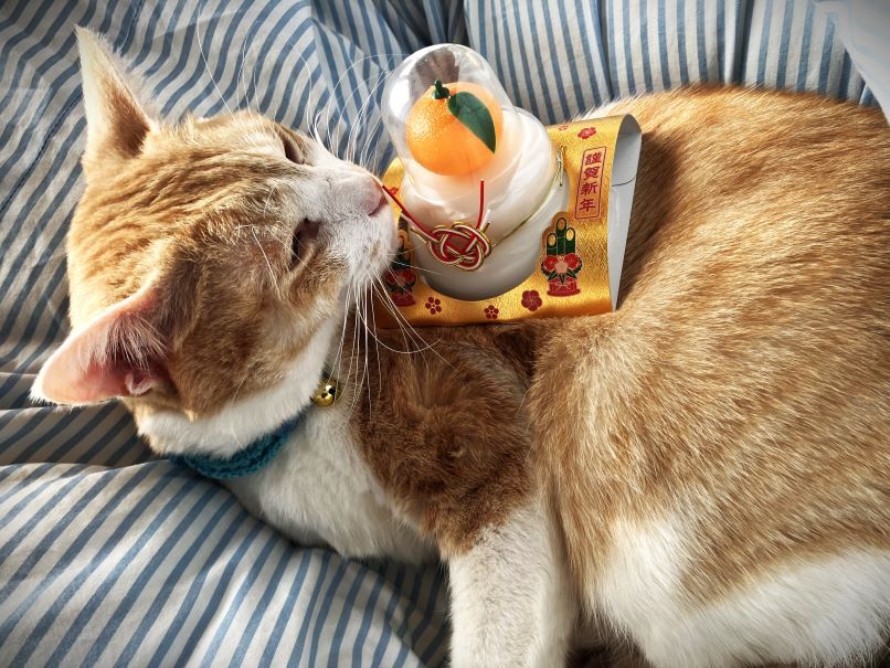 biscaca日記:2025年01月