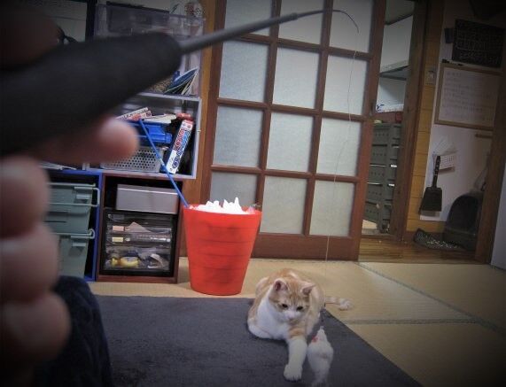 biscaca日記:祝100週目の〇とおもちゃ。