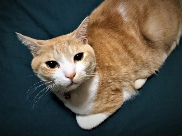 199週目の庭キャン。 – biscaca