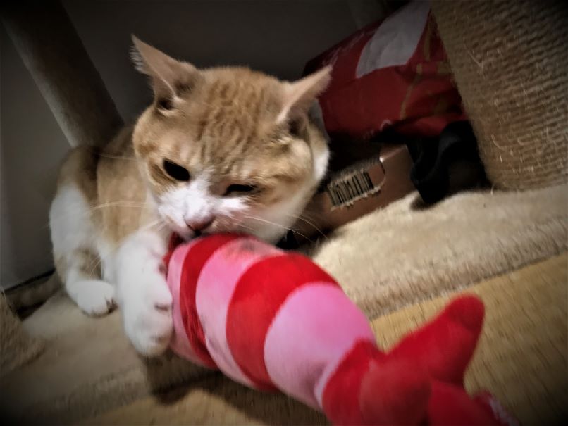 265週目のエビにまたたび。 – biscaca