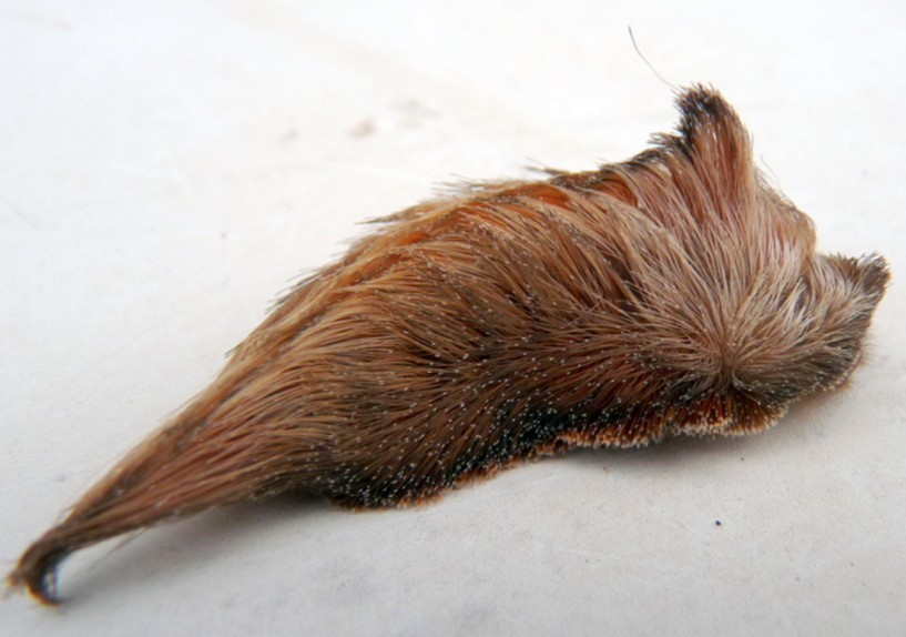 モヒカンスタイルな毛虫 ブラジル : Dangerous Insects