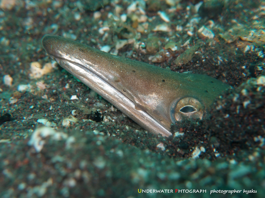 Underwater Photograph:ダイナンウミヘビ