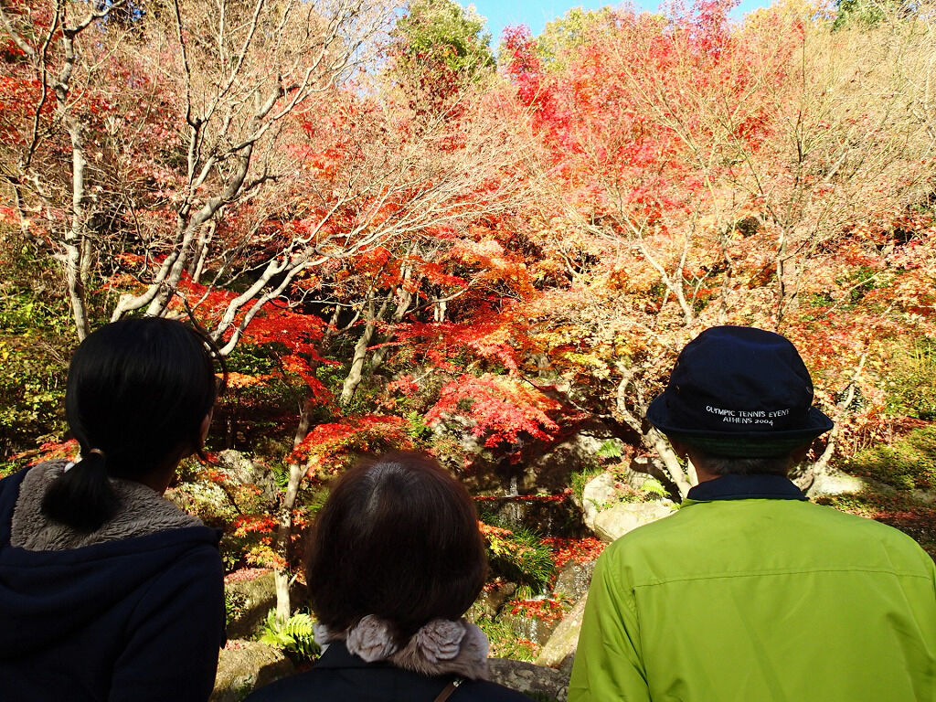 北山緑化植物園に紅葉狩りに出かけました : 複合高齢者施設芦屋アラベラの家 記事一覧