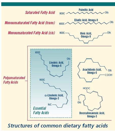 What is wrong with fat？ : blogchemistry