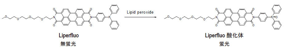 細胞内の過酸化基質の検出蛍光試薬、Liperfluo : blogchemistry