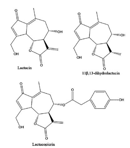 レタスの苦味成分は？ : blogchemistry