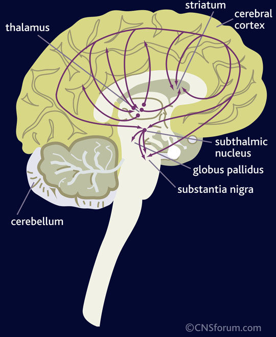 Glutamate: Brain 'Glu' May Lead to Sticky Situation : blogchemistry