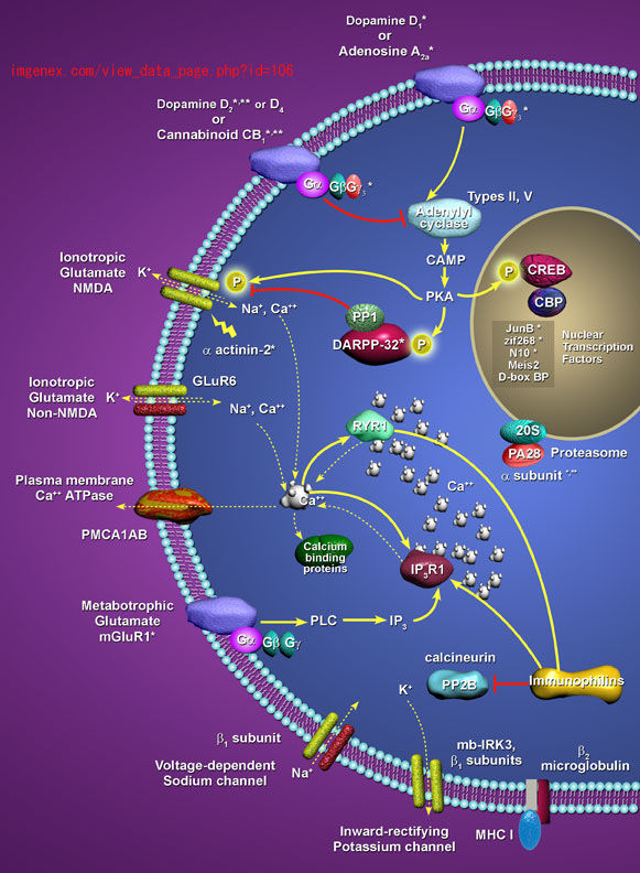 Glutamate: Brain 'Glu' May Lead to Sticky Situation : blogchemistry
