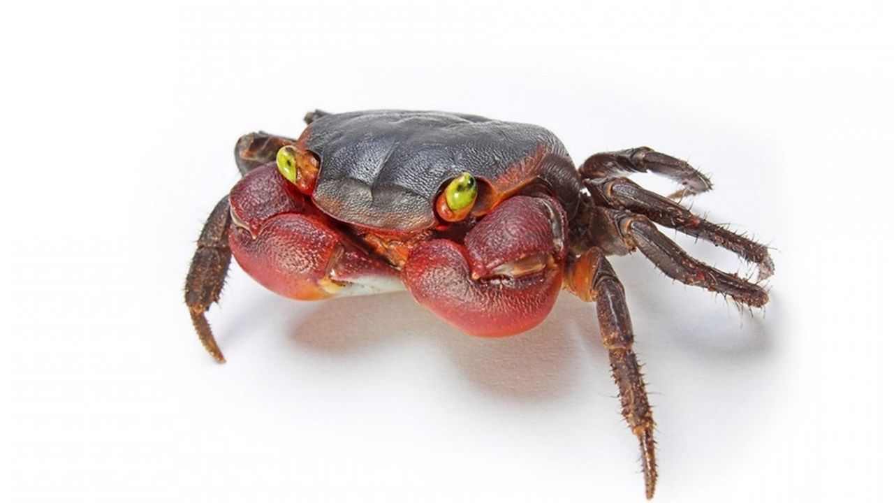 crab wallpaper full hd tumblr : Wallpaper hd tumblr