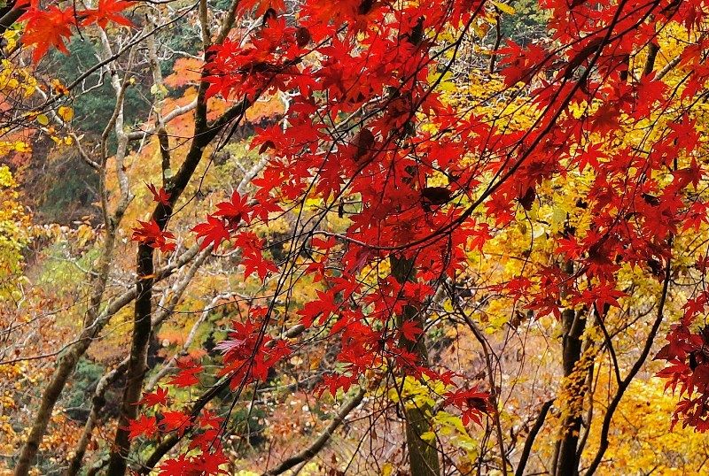 奥久慈篭岩山から一枚岩 : バテバテ山日記