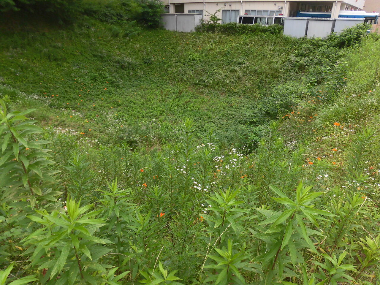 buraaruのblog : 水戸城 土塁・堀