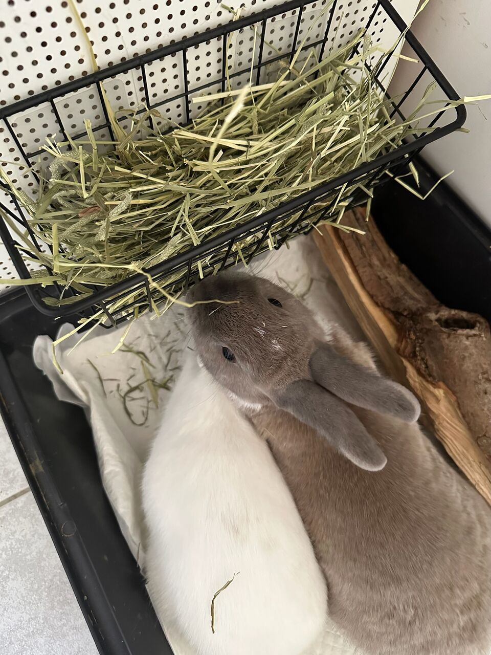 最近のお気に入りポルトガルレストラン【トロントグルメ：Luna Junction】 : カナダ生活 お酒と共に～モザイク文化の魅力