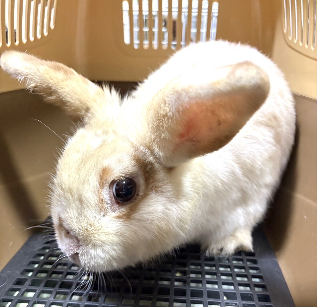 苦戦中…多頭飼育崩壊現場から保護したうさぎたち 梅っこ 苦戦中…多頭飼育崩壊現場から保護したうさぎたち 梅っこ