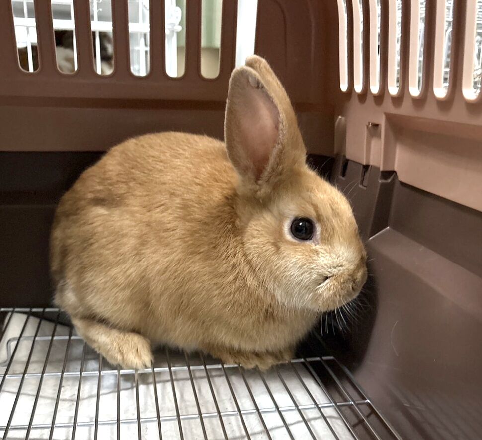 苦戦中…多頭飼育崩壊現場から保護したうさぎたち 梅っこ 苦戦中…多頭飼育崩壊現場から保護したうさぎたち 梅っこ
