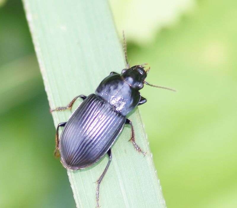 ゴミムシ : 虫愛づる記録