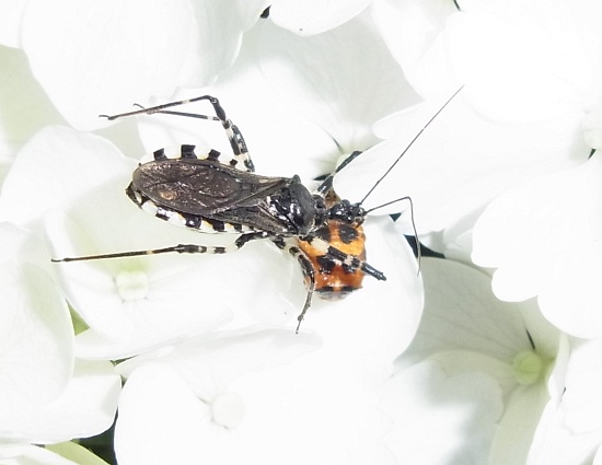 ギンボシキヒメハマキ : 虫愛づる記録