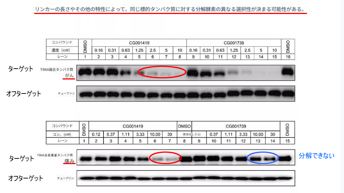 Cullgen 次期ブロックバスター薬候補CG001419とは ♦2 : GNI グローバル中堅製薬会社への道