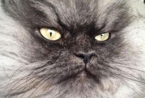 【画像】世界で一番怒り顔の猫「Colonel Meow」が話題 : 付録部 blog-bu