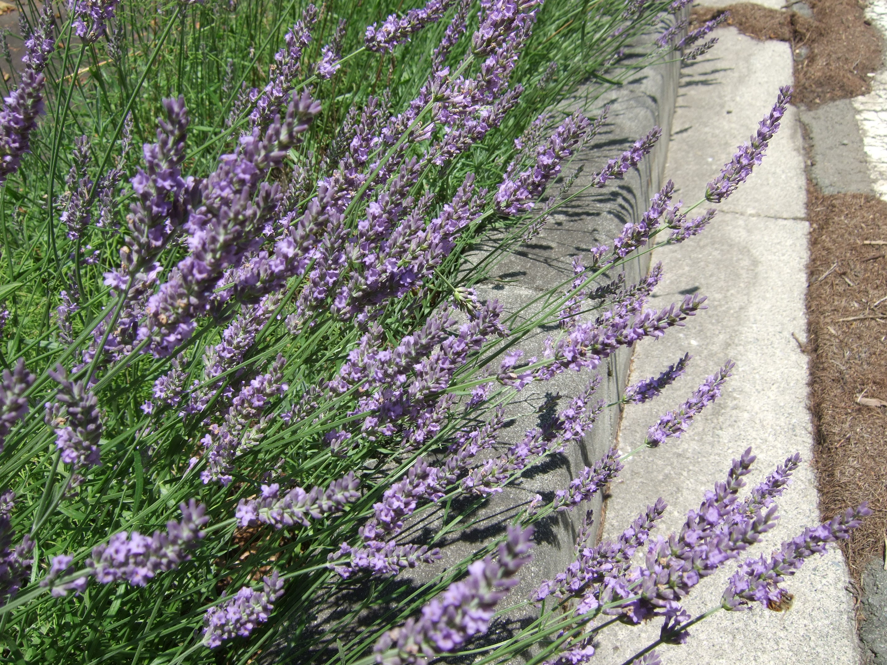 セロリンの 原村 探訪記