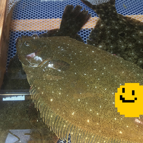 比目鱼【bǐ mù yú】〜2匹でやっとこ一人前？〜 : すまいる哥哥の中国語単語