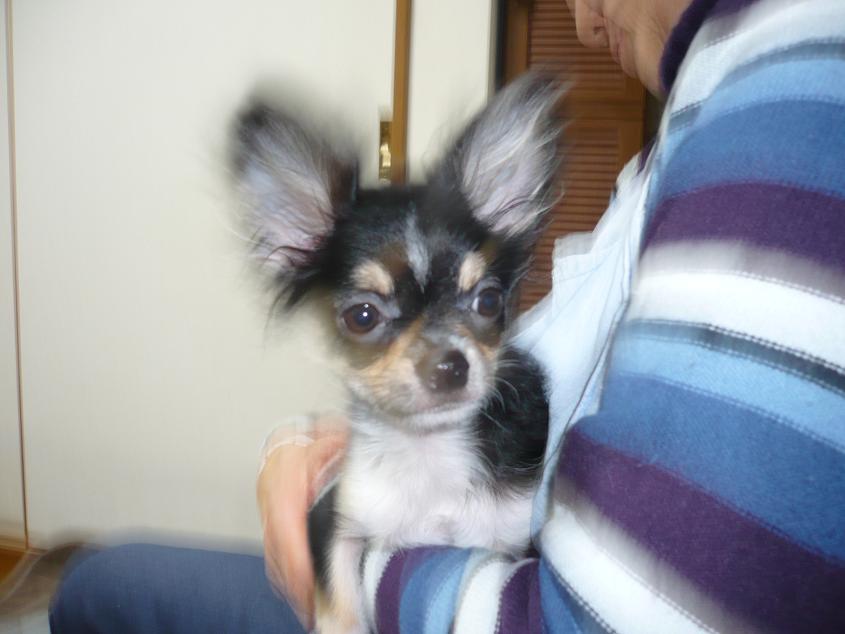 チワワ日記（choco_chihuahuaの一日）