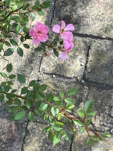 3-0052：円内のとあるフォルム...旧跡デジャヴークイズ ^^;... : clazycatのblog