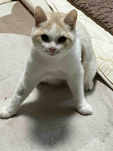 3-0199：証明：回文数は11で割り切れる。 : clazycatのblog