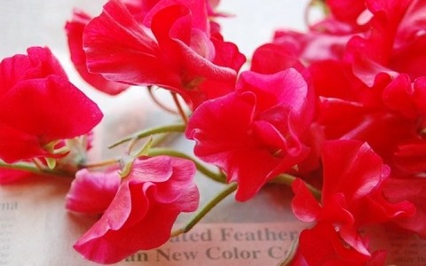 3-0424： Σ[n=1,∞] n/2^(n+1)=？... : clazycatのblog