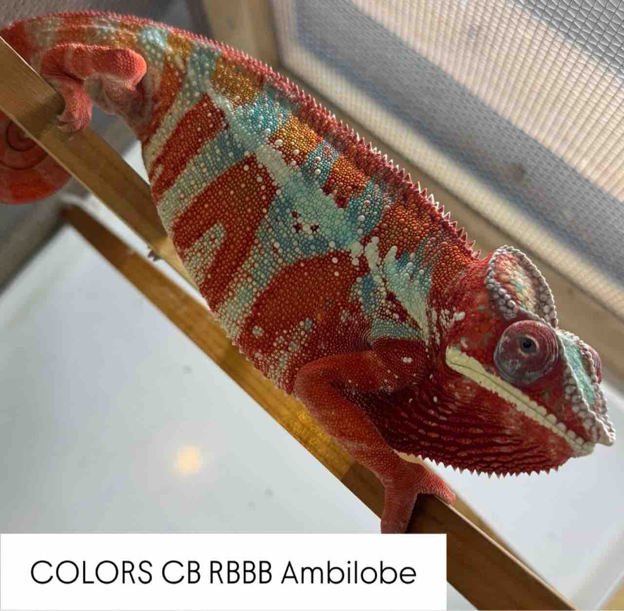 COLORS : CBとWCについて