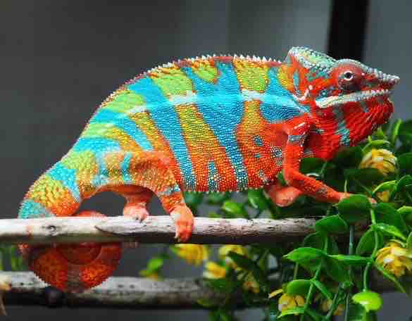 COLORS : COLORS CB新作と、YBBB Ambilobeパンサーカメレオンについての詳しい説明