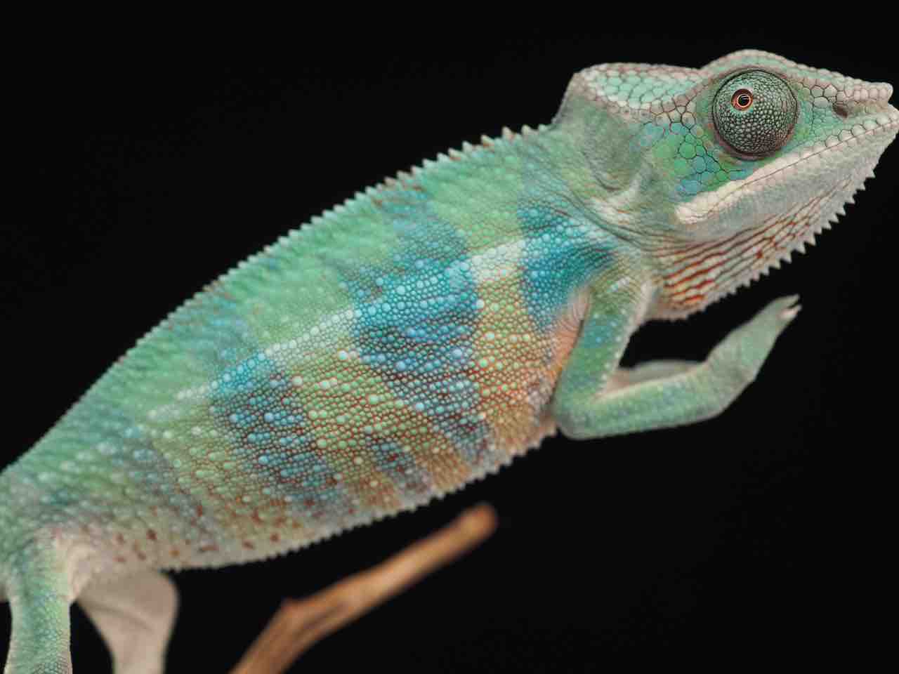 COLORS : COLORS CB新作と、YBBB Ambilobeパンサーカメレオンについての詳しい説明