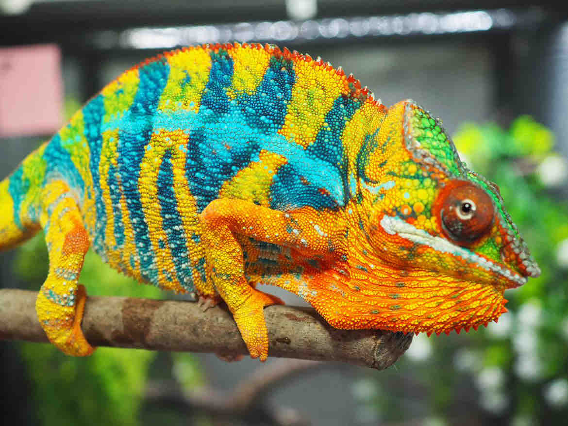 COLORS : AQUA歴42年の大ベテランのカメレオン愛好家様が、新たにCOLORS CBを導入され、繁殖を開始。パンサーカメレオン ...