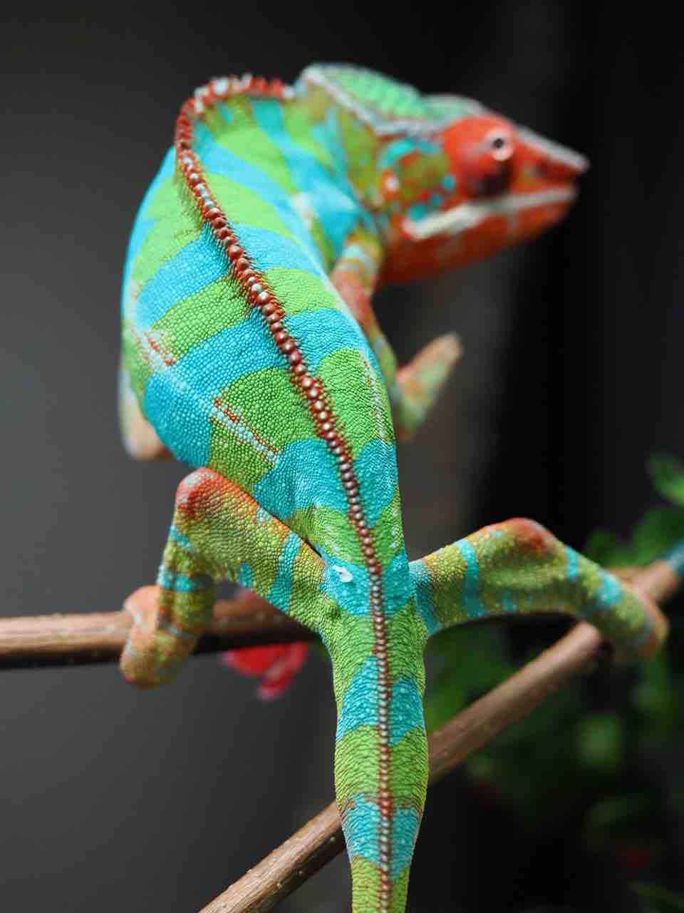 COLORS : Panther Chameleon Export