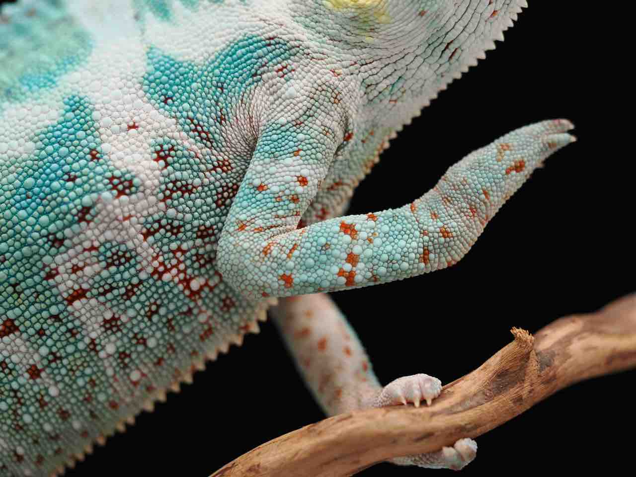 COLORS : Nosy Faly