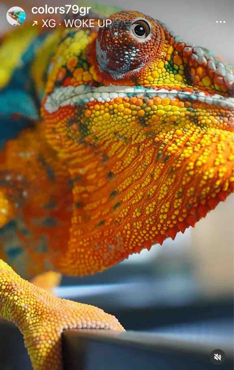 COLORS : 激変パンサーカメレオン・アンビローブ、COLORS CB YBBB Ambilobeの色彩変化の性格