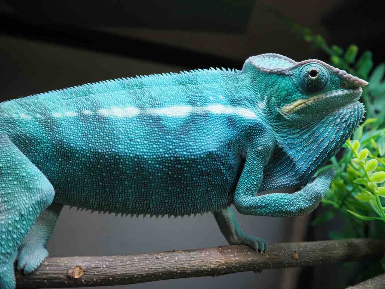 COLORS : COLORS Nosy be blue Hydro血統第2弾販売開始 COLORSパンサーカメレオンノシべブルーのクオリティ ...