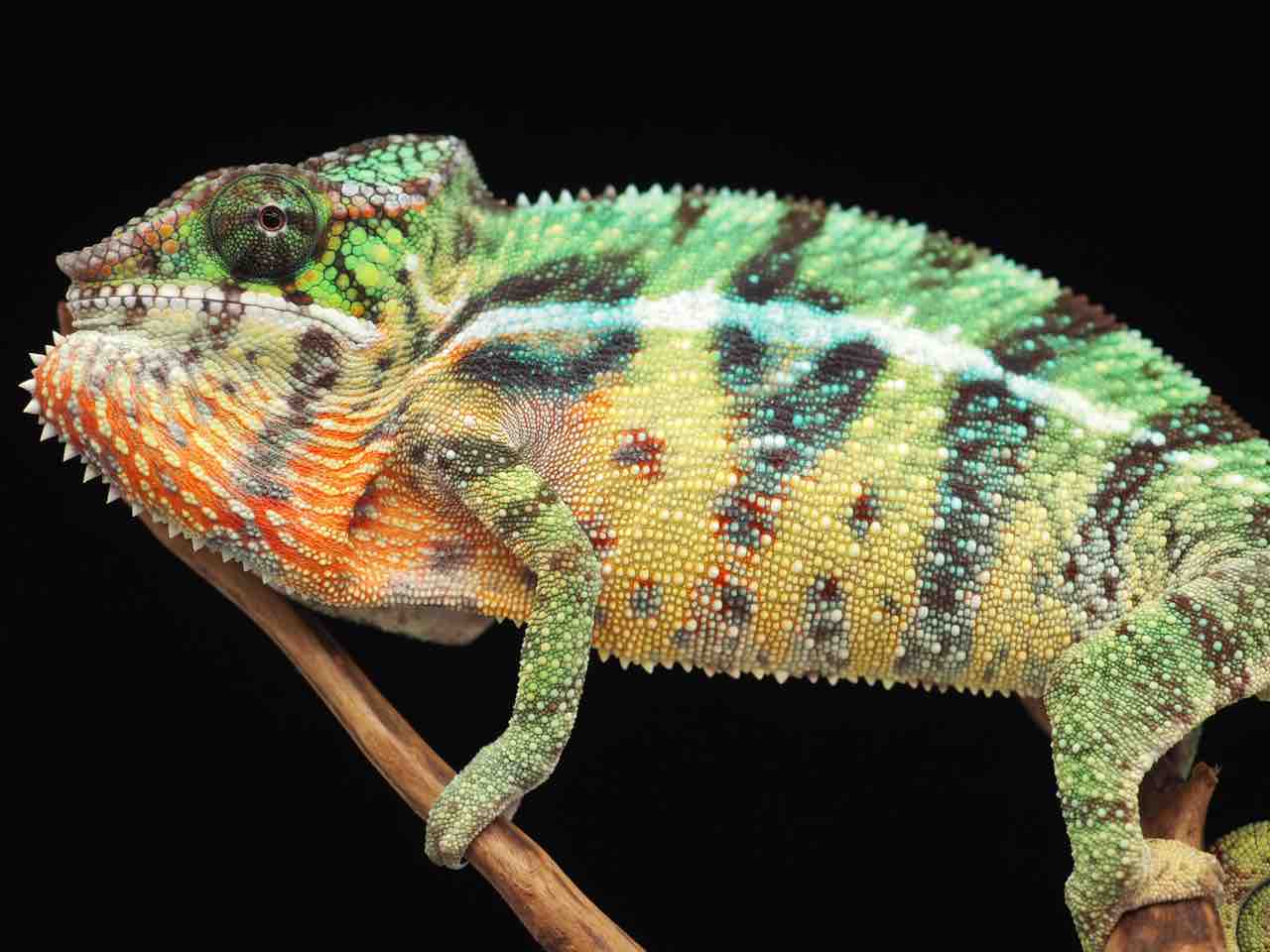 COLORS : COLORS CB新作と、YBBB Ambilobeパンサーカメレオンについての詳しい説明