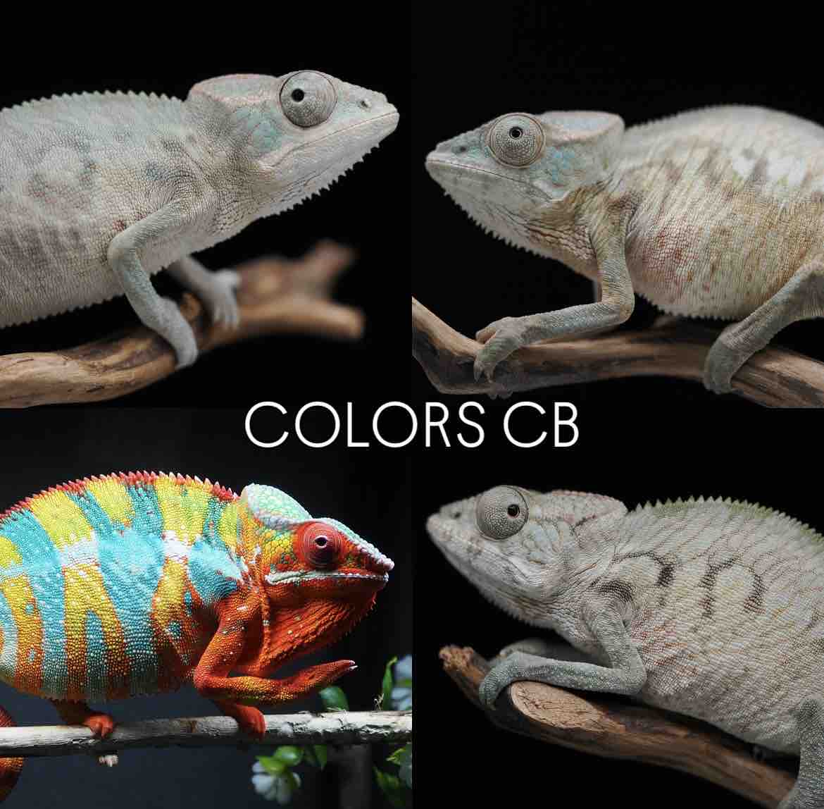 COLORS : AQUA歴42年の大ベテランのカメレオン愛好家様が、新たにCOLORS CBを導入され、繁殖を開始。パンサーカメレオン ...