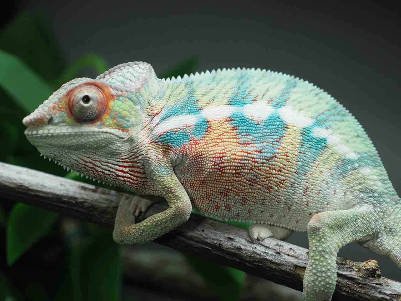 COLORS : COLORS CB新作と、YBBB Ambilobeパンサーカメレオンについての詳しい説明